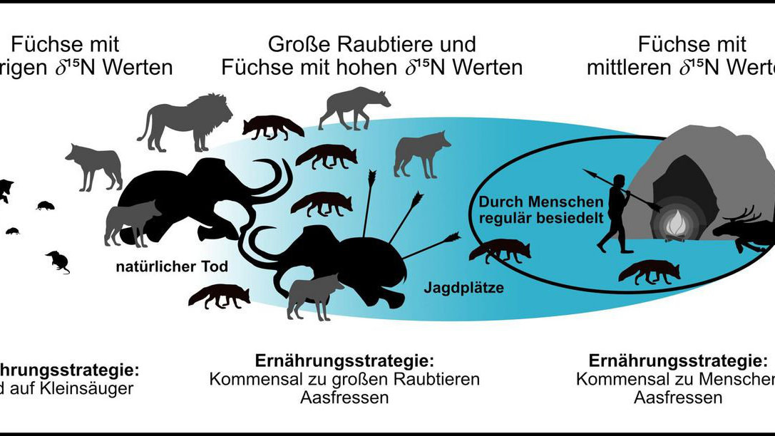 Sag mir, was der Fuchs fraß, und ich sage dir, wie der Mensch zu ihm ...