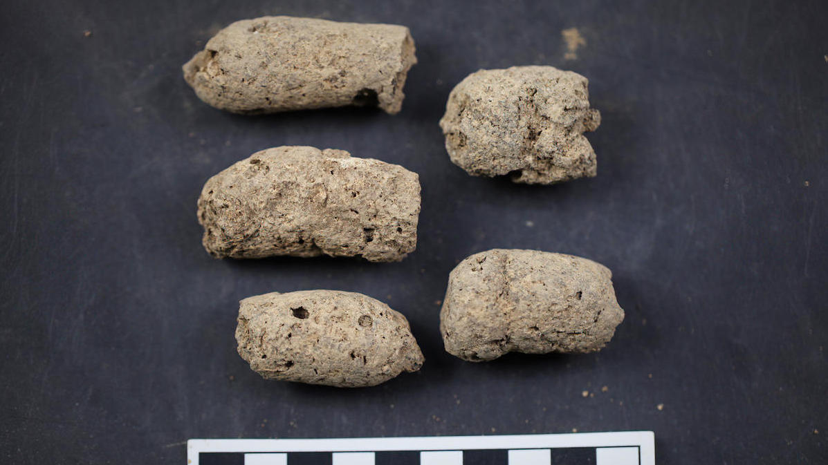 Die Herkunft der Fäkalien | Nachricht @ Archäologie Online