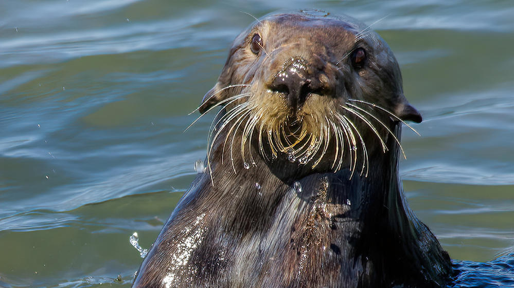 Der Steingebrauch von Seeottern hinterlässt markante archäologische Beweise | Nachricht ...
