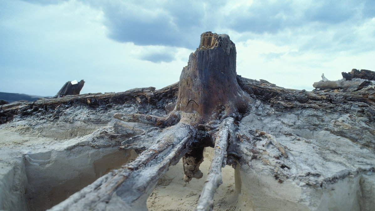 C14-Methode: Radiokarbonuhr neu geeicht | Nachricht @ Archäologie Online