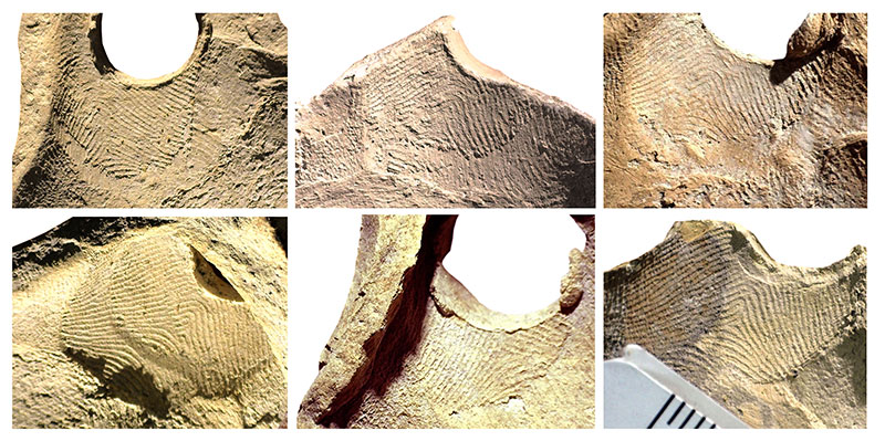 Spätrömische Fingerabdrücke im Visier | Nachricht @ Archäologie Online