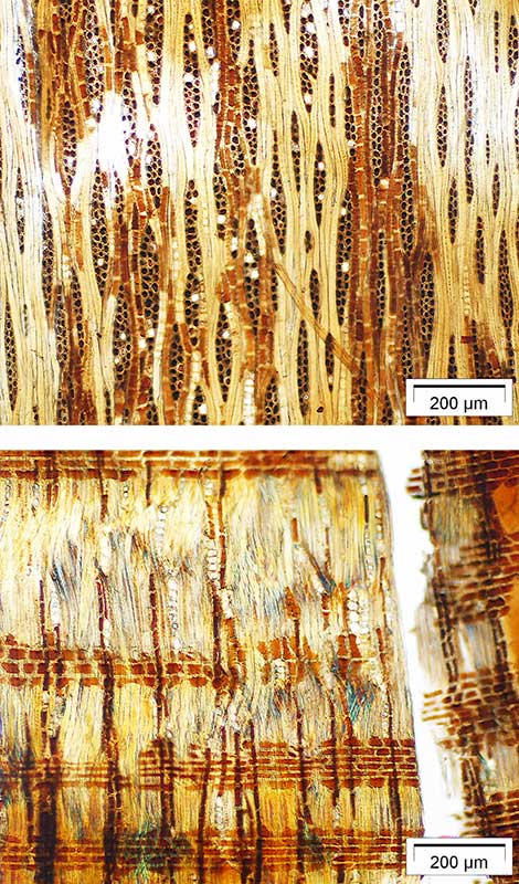 Deutsche Holzforscher bringen Licht in die Besiedlung einer Südseeinsel ...